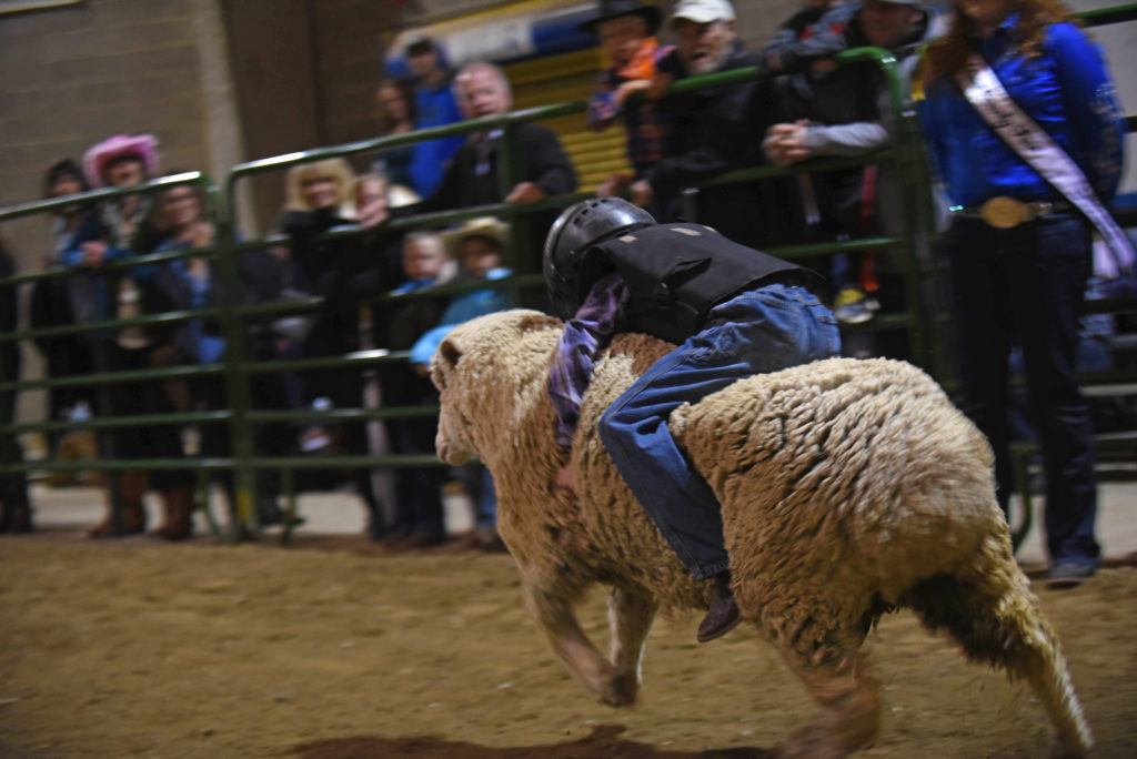 mutton bustin’ | Rodeo All-Star