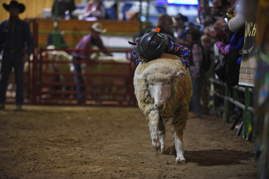 mutton bustin’ | Rodeo All-Star