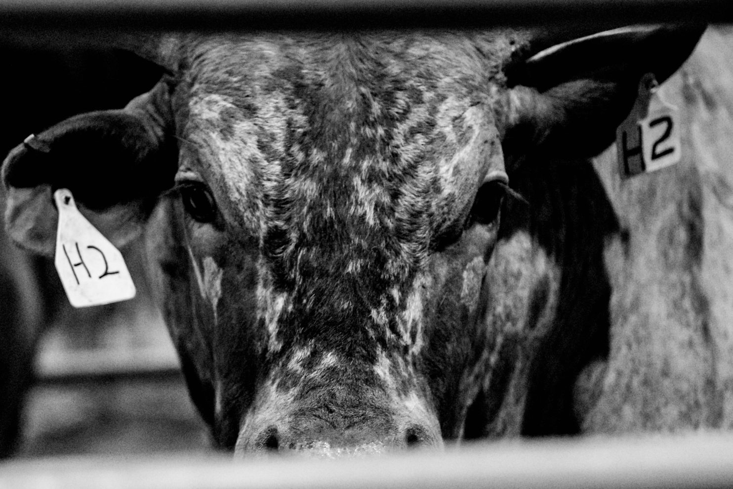 RODEO 101 | Rodeo All-Star