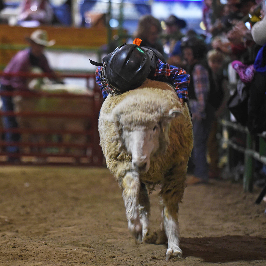 Mutton Bustin’ Contest | Rodeo All-Star